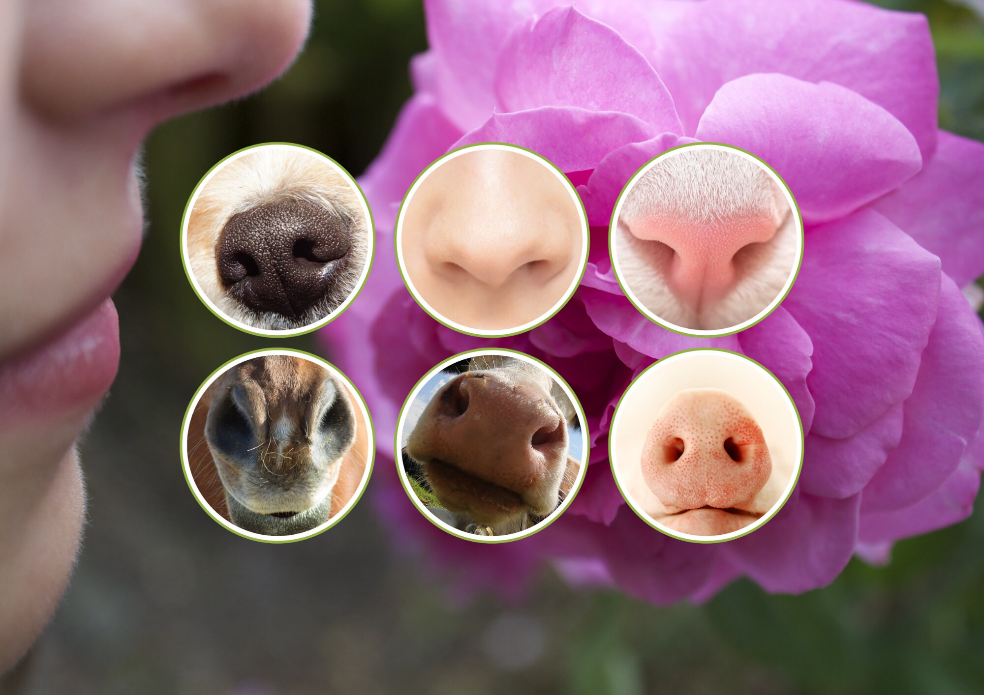 Explore the 5 Senses With Real Eyes and Paws Fun Round Flashcards for ...