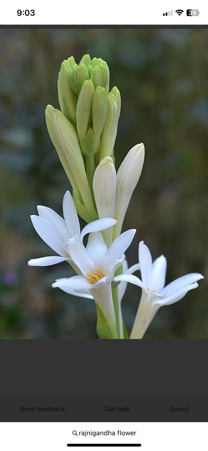 1 Rajnigandha Flower Plant - Etsy