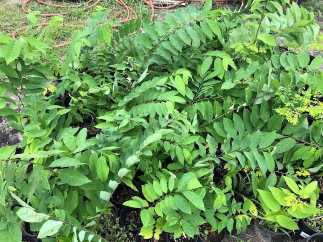 Custard Apple | Sitaphal Plants - Etsy