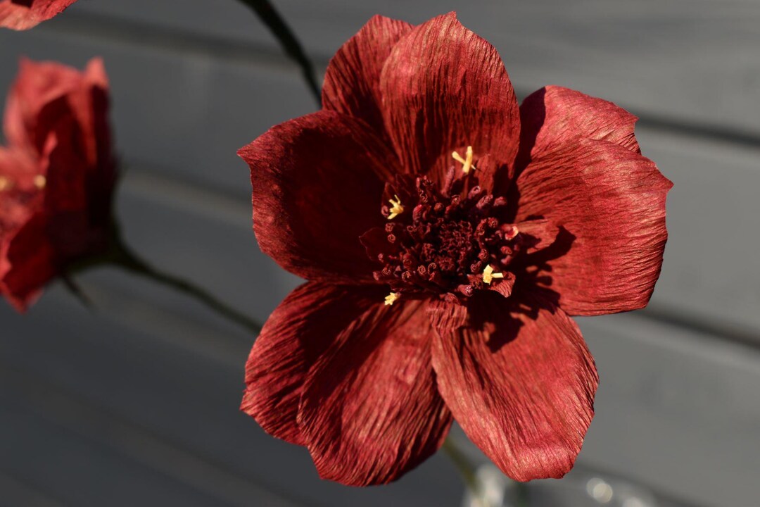 Chocolate Cosmo - Etsy