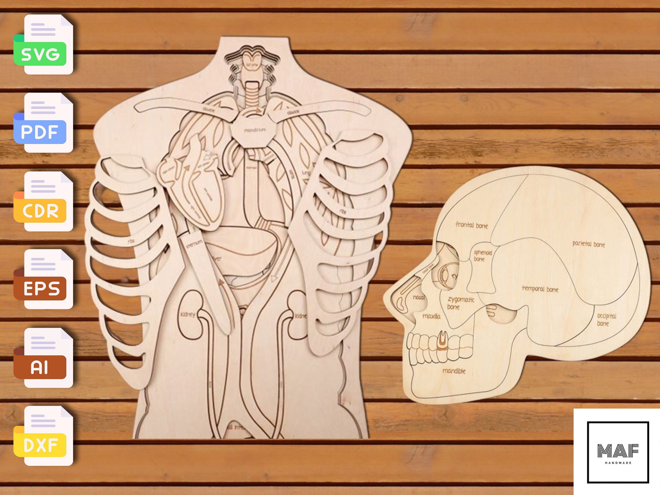 Human Skeleton Model For Kids