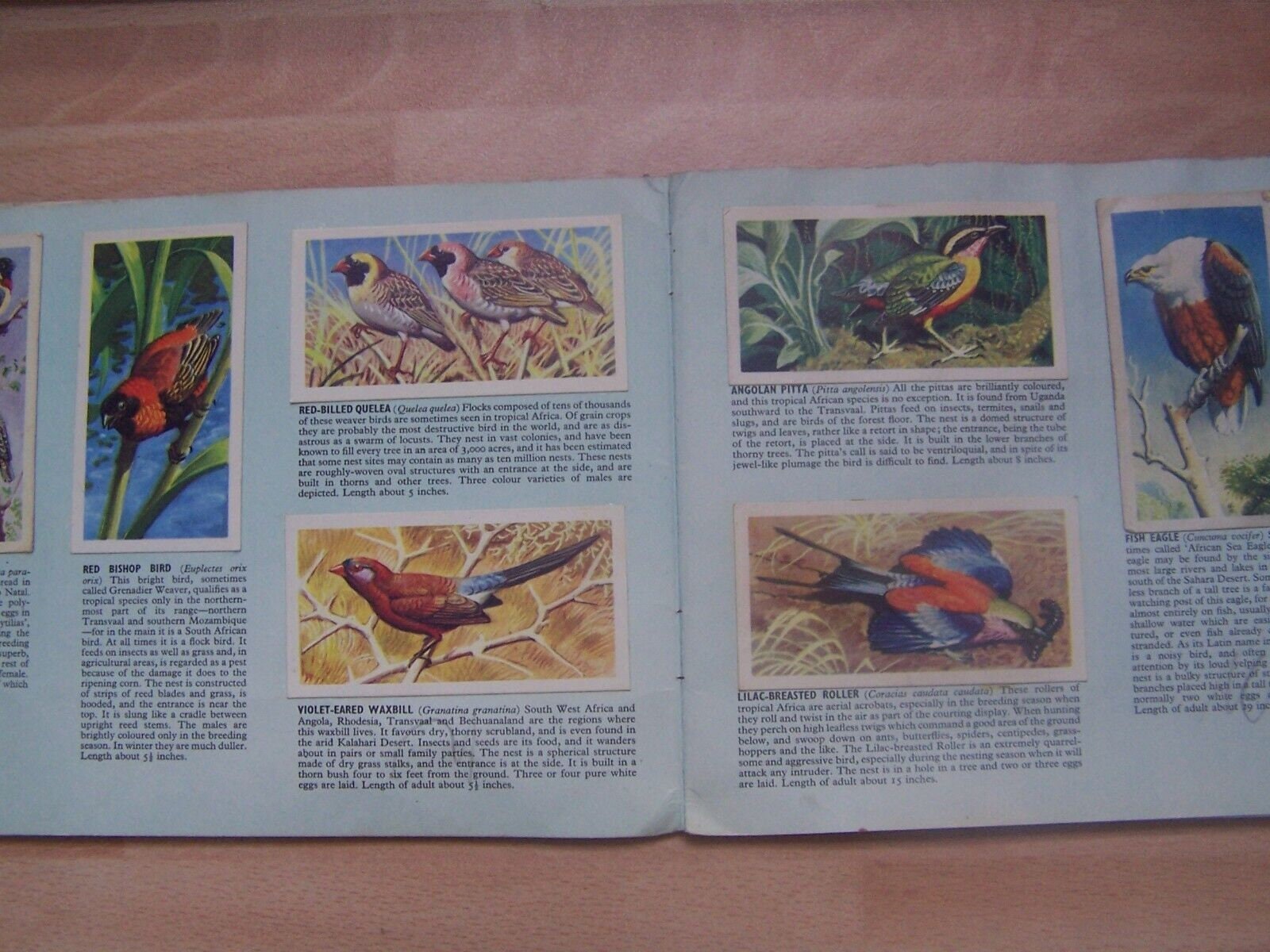 Tea Cards, Brooke Bond, Picture Cards, Tropical Birds, History, Album ...