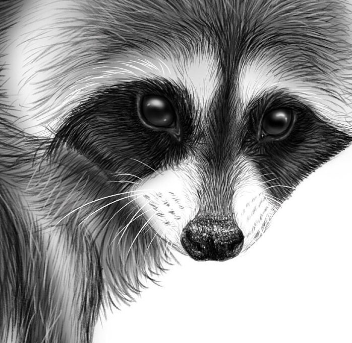 Baby Raccoon Drawing Print Woodland Animal Nursery Art - Etsy
