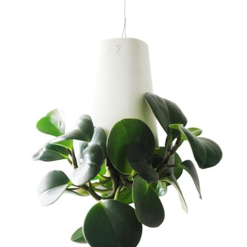 Upside Down Planter - Etsy