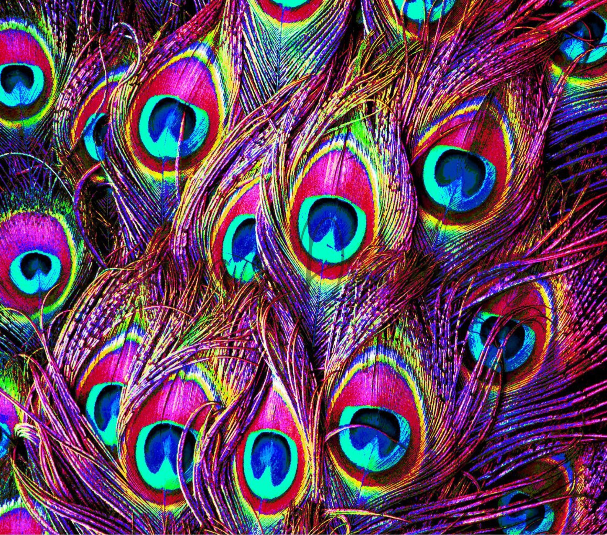 Colorful Peacock Feathers Background