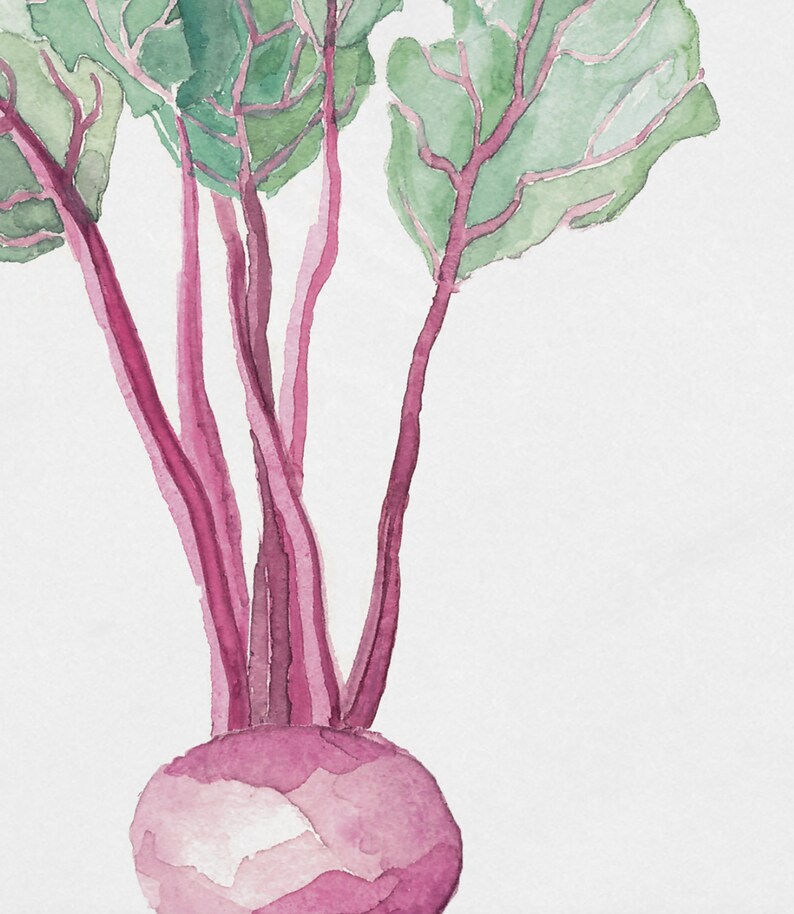 Print Watercolor Beetroot A3 Poster - Etsy