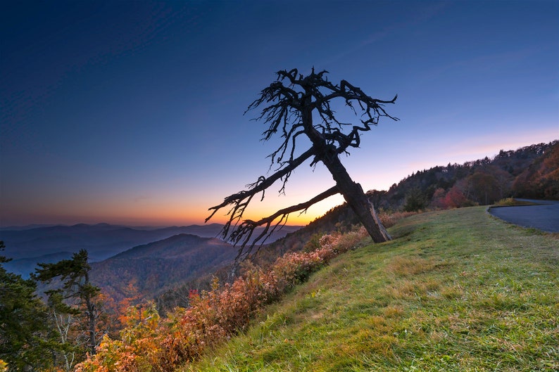 Old Dead Tree, Blue Ridge Parkway, Western North Carolina, Mountain ...