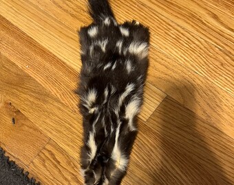 Spotted Skunk Pelts - Etsy
