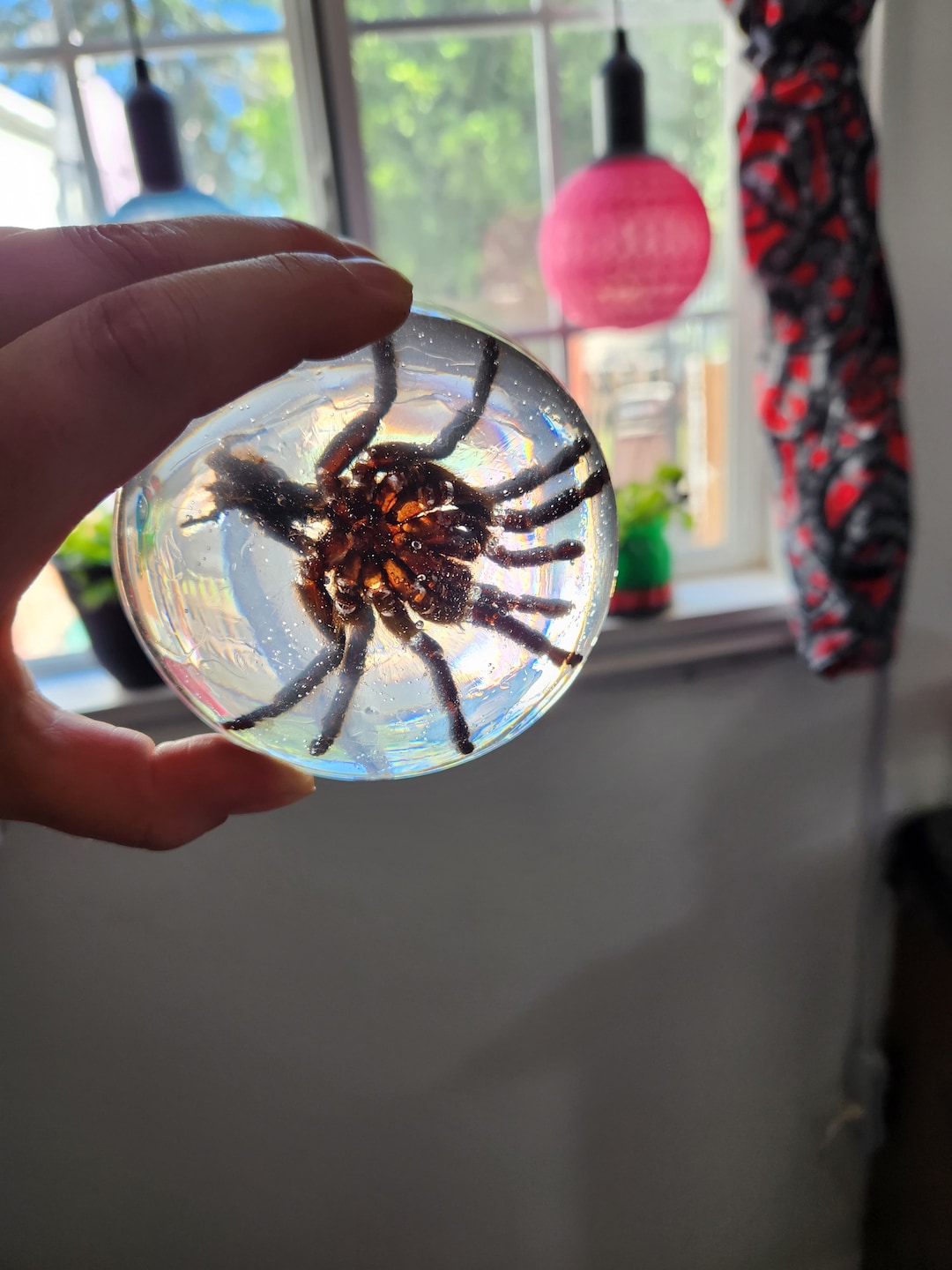 Tarantula Exoskeleton in Resin - Etsy