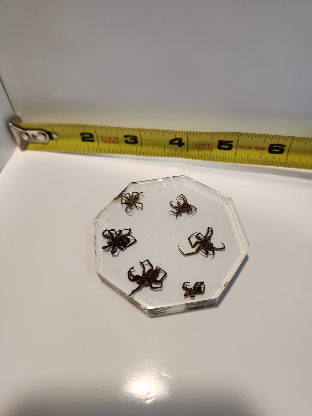 6 Little Spiders Preserved in Epoxy Resin - Etsy