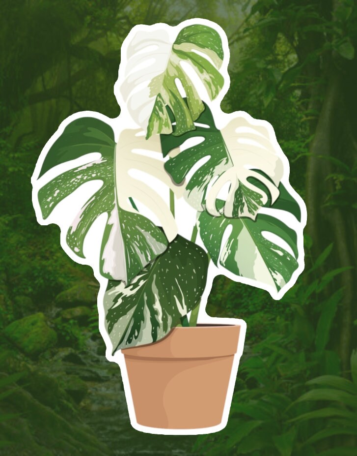 Rare Plant Sticker - Monstera Albo (monstera Deliciosa Variegated Plant ...