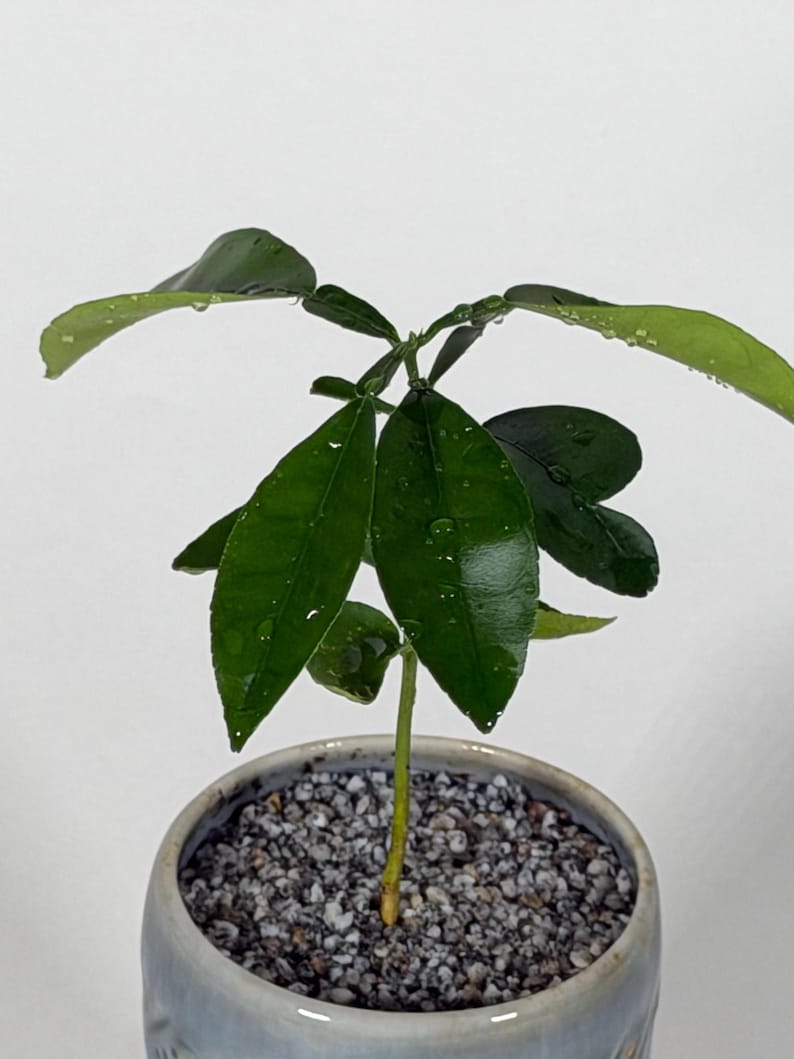 Live Citrus Tree Seedling | 5" Tall Rooted Plant - Etsy