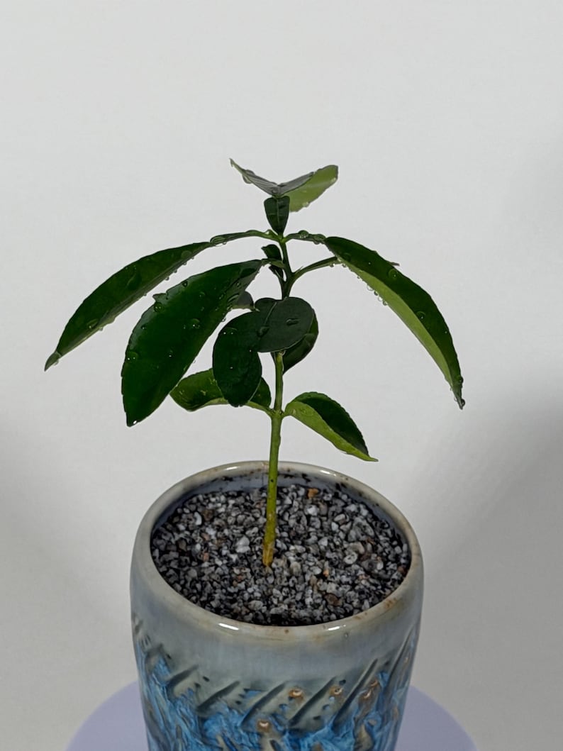 Live Citrus Tree Seedling | 5" Tall Rooted Plant - Etsy