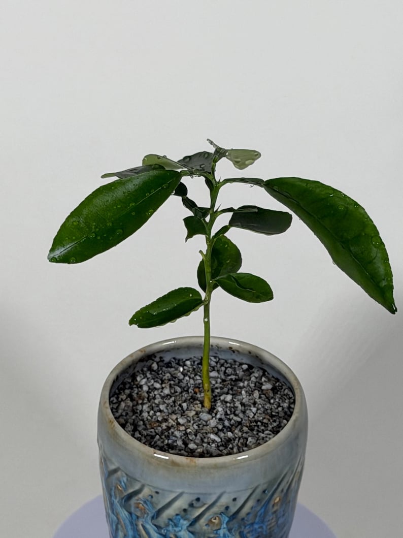 Live Citrus Tree Seedling | 5" Tall Rooted Plant - Etsy