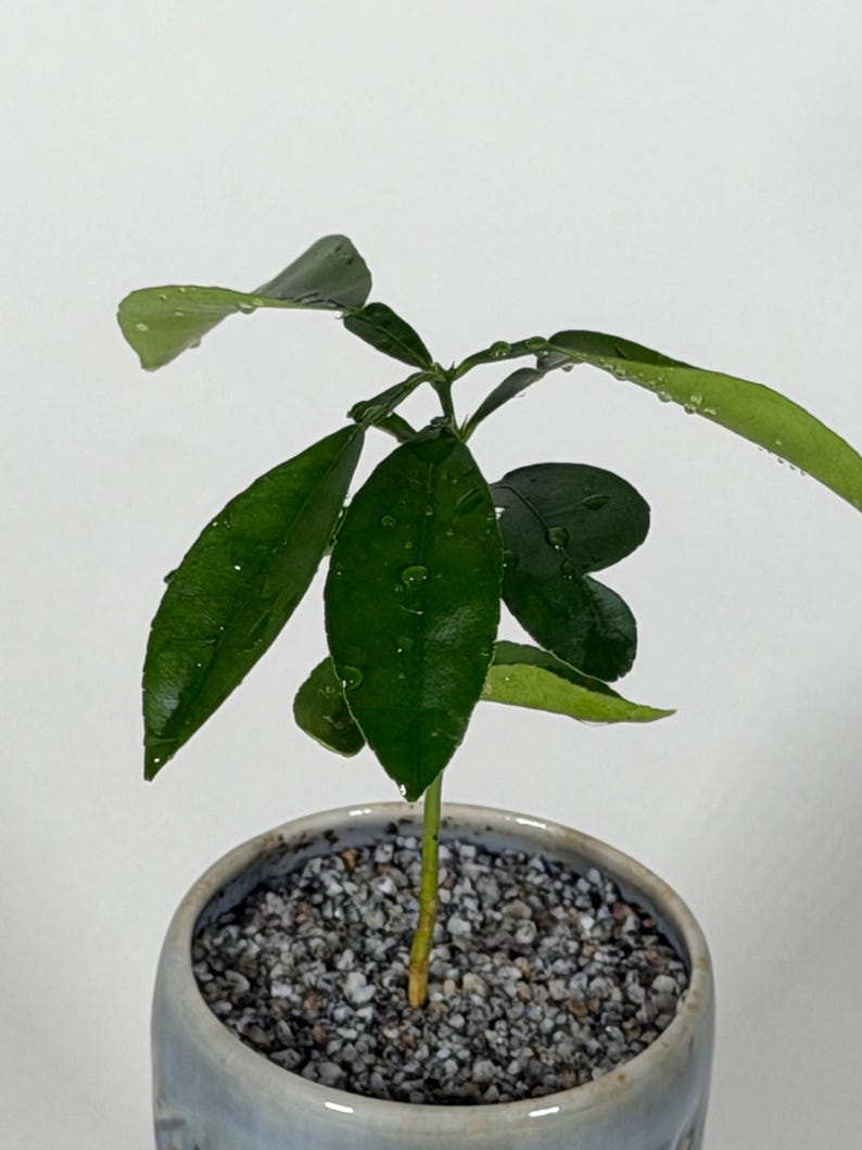 Live Citrus Tree Seedling | 5" Tall Rooted Plant - Etsy