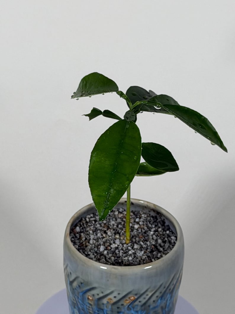 Live Citrus Tree Seedling | 5" Tall Rooted Plant - Etsy