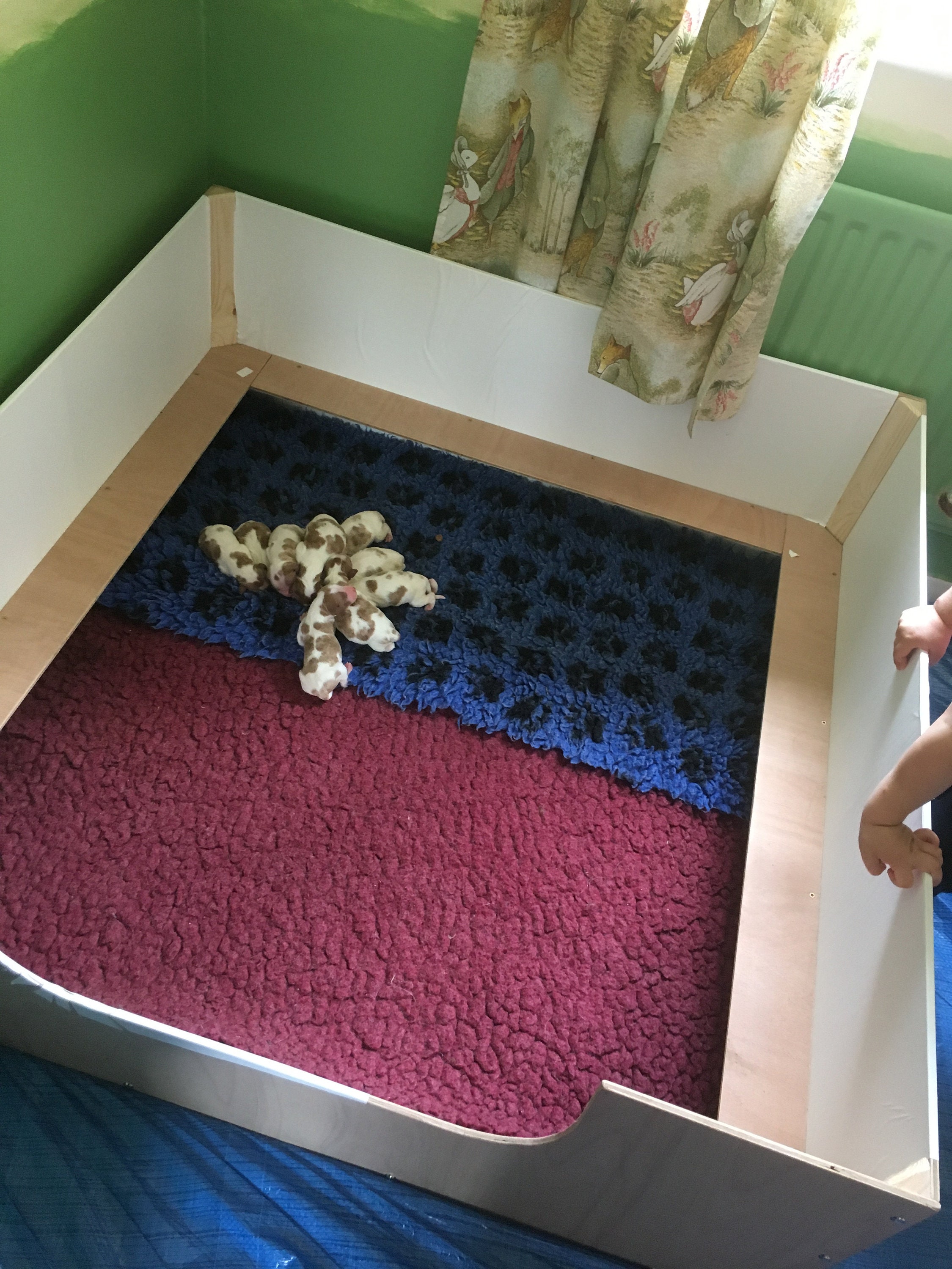 Whelping Boxes Various Sizes Weatherproof Ply With Safety Shelves ...