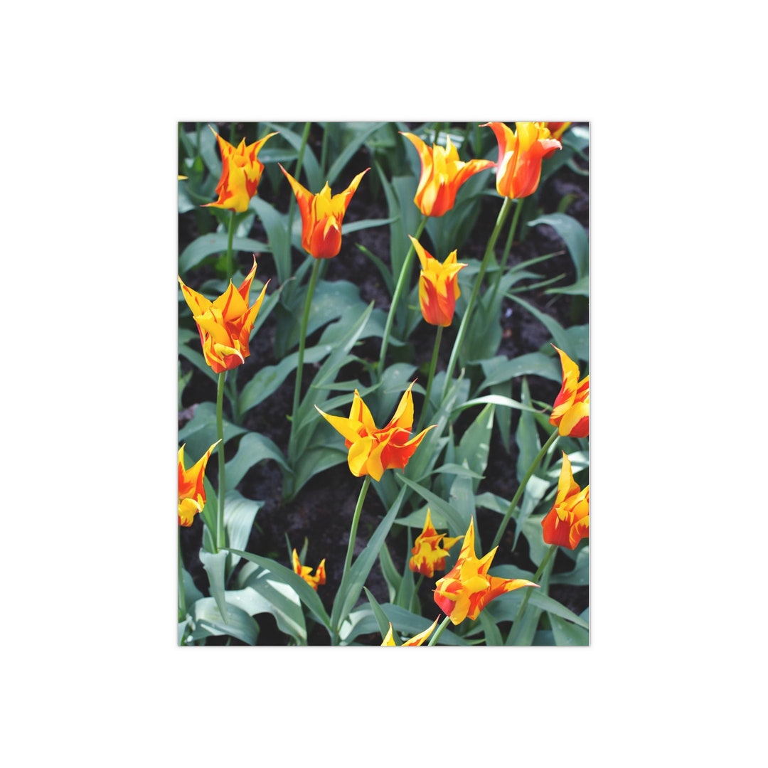 Firework Tulips - Photo Poster - Etsy