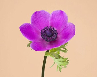 Mistral Flower - Etsy