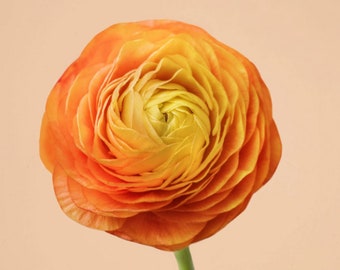 Amandine Ranunculus - Etsy
