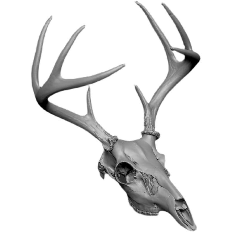 Deer Skull Skull 3D Printing STL File Max3d Model Material - Etsy