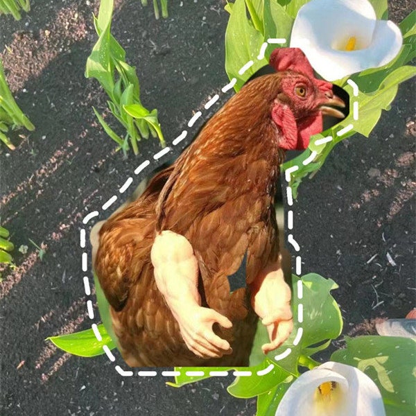 Chicken Arms for Chickens - Etsy