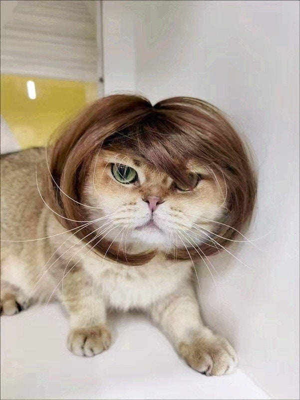 Funny Curly Wig Pets Hatscute Pet Wigperm Design Cats Dogs - Etsy