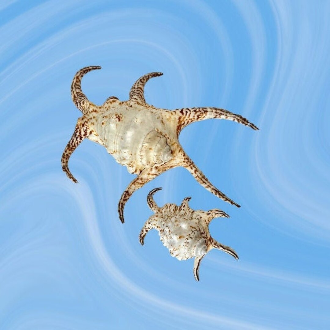 Spider Conch Seashell Set: Large Harpago Chiragra Shells, Nautical ...