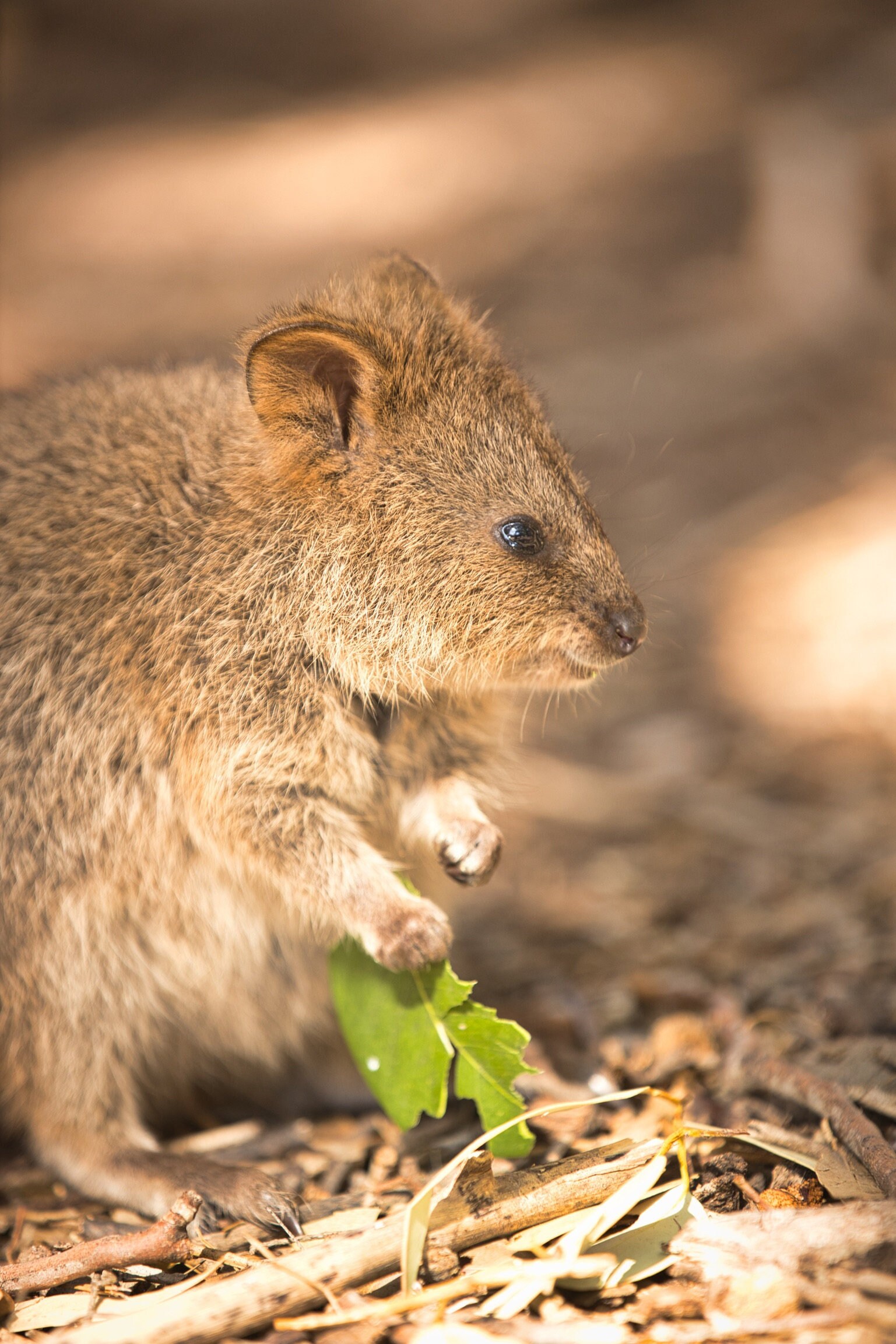 Quakka, the Happiest Animal on Earth! - Etsy