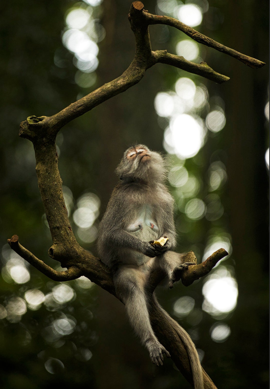 Monkey Takes a Break From Monkeying Around - Etsy