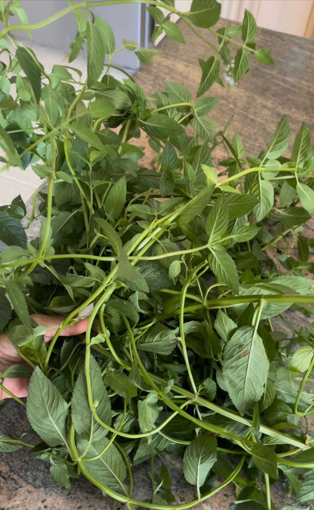 LARGE PORTIONS Powerful Spiritual Sweet Herbs Bath Baño Dulce ...