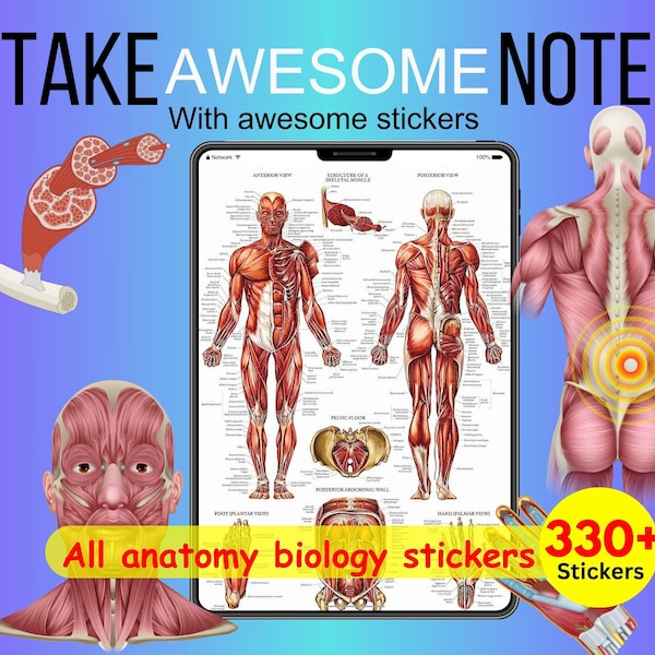 Anatomy Stickers Human Body - Etsy