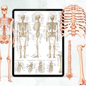 Human Bones Anatomy Biology Digital Stickers , Skeletal System Stickers ...