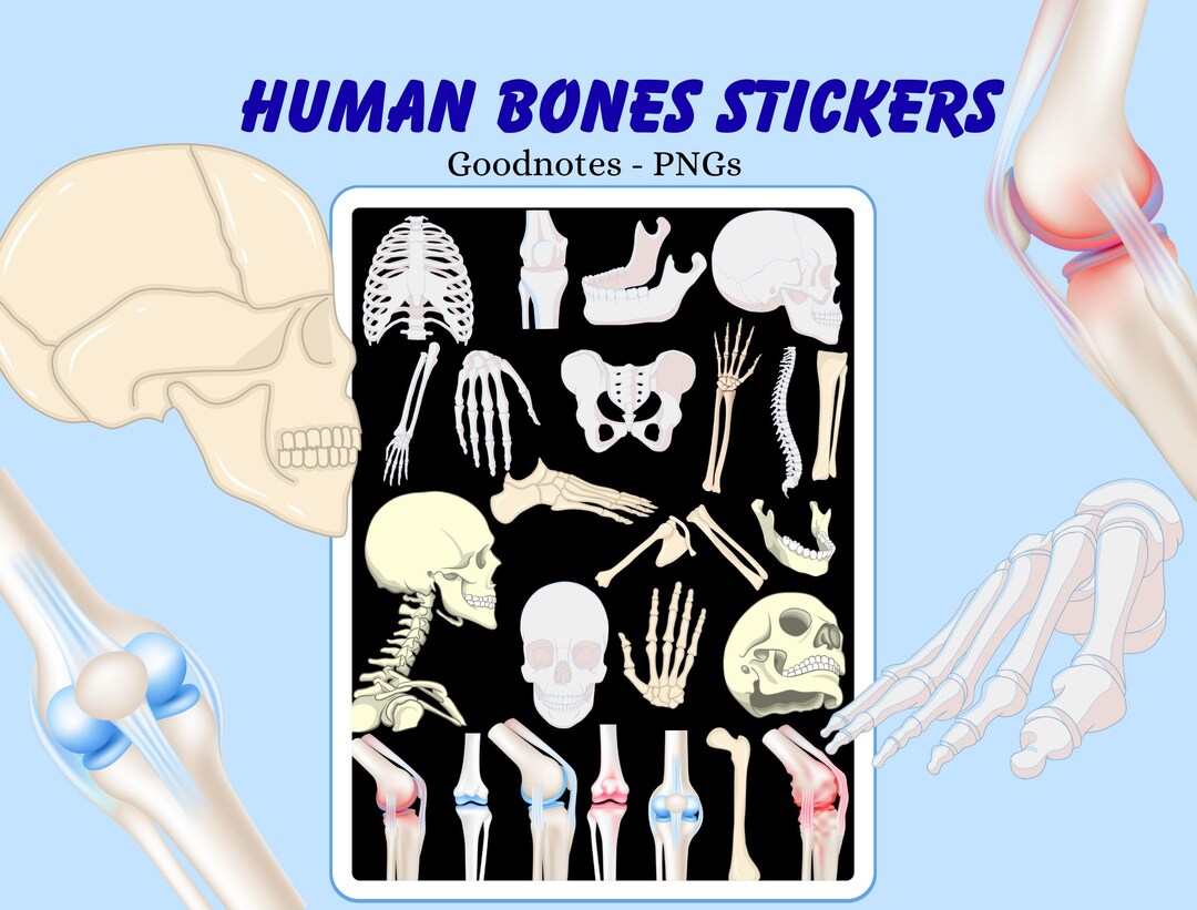 Human Bones Anatomy Biology Digital Stickers , Skeletal System Stickers ...