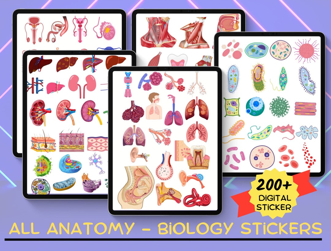 Anatomy Biology Digital Stickers , Pre-cropped Human Body Stickers ...