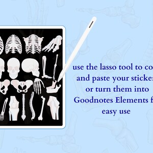 Human Bones Anatomy Biology Digital Stickers , Skeletal System Stickers ...
