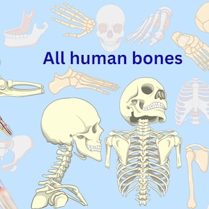 Human Bones Anatomy Biology Digital Stickers , Skeletal System Stickers ...