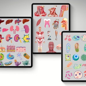 Anatomy Biology Digital Stickers , Pre-cropped Human Body Stickers ...