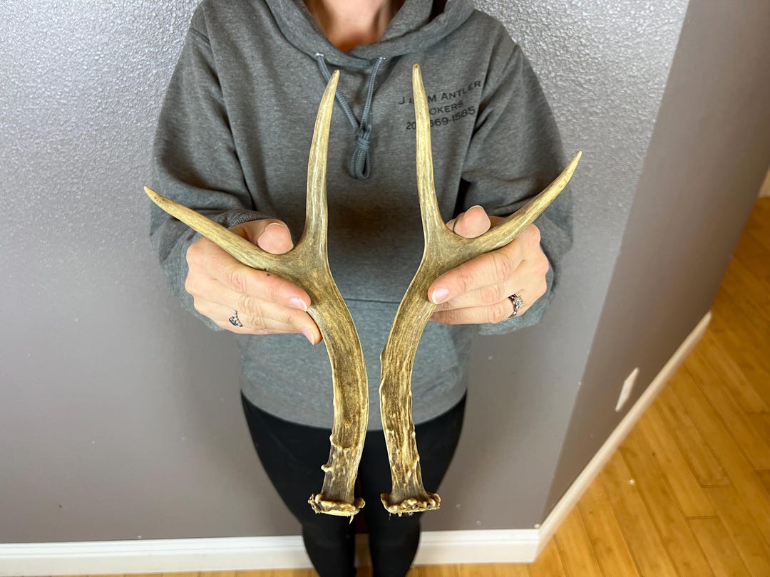 Mini Matched Set Mule Deer Antlers Cut Offs Small 2x2 Wild Idaho Horns ...