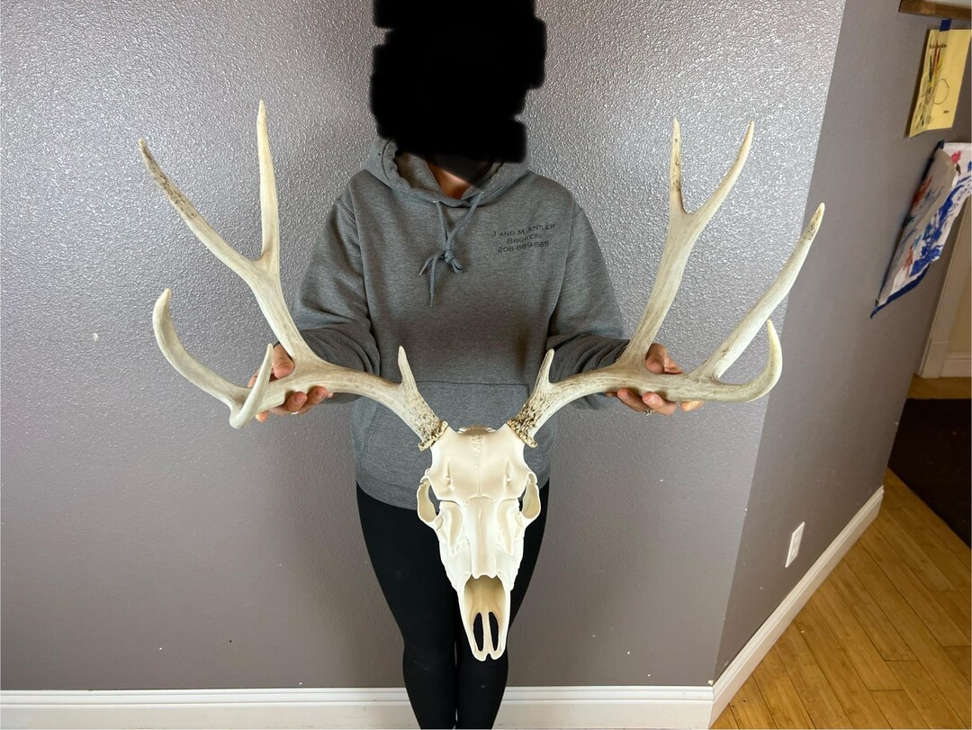 European Fake Skull Mule Deer Antlers Set Wild Idaho Horns Euro Mount ...