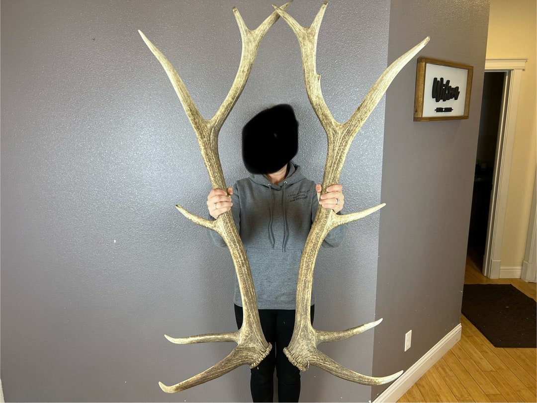 Matched Set BIG 6x6 Self-standing ELK ANTLER Sheds Wild Idaho Horn Deer ...