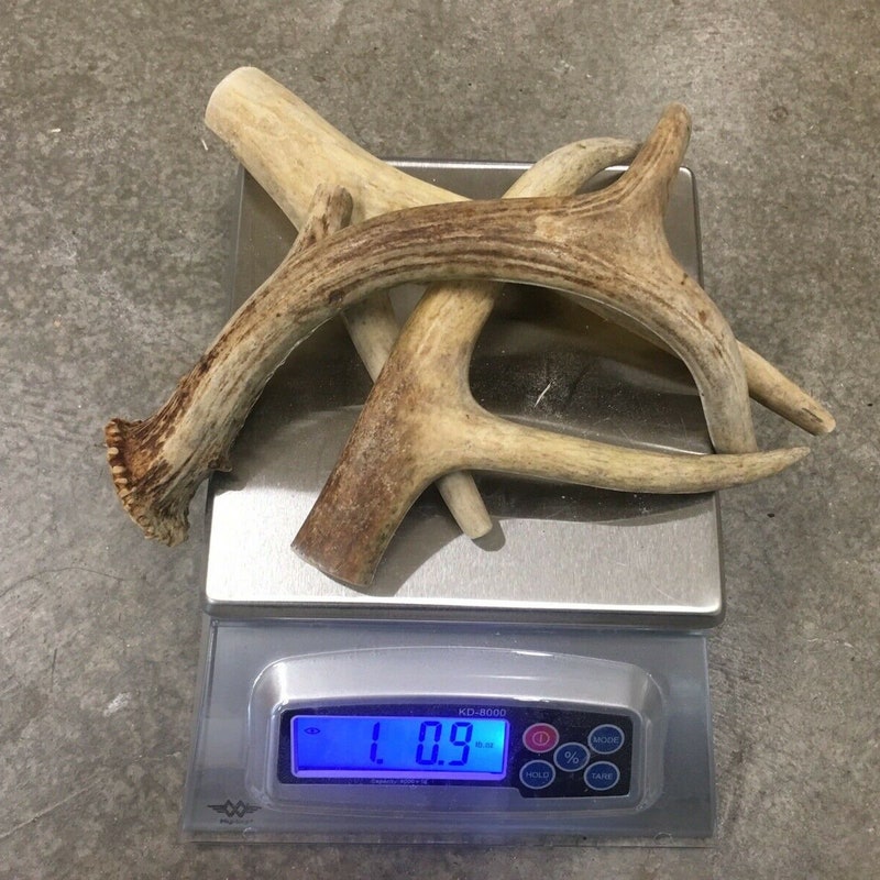 Elk Bone Treats - Etsy