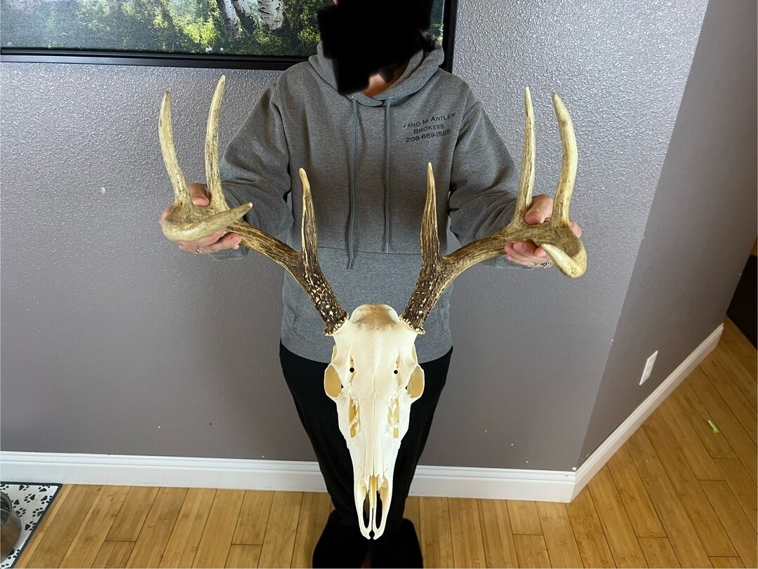 European REAL Skull Whitetail Deer Antlers Set Wild Horns Euro Mount ...
