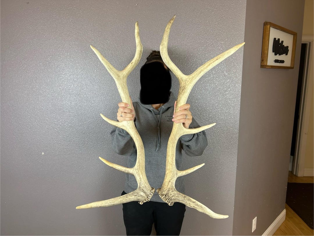 Matched Set 5x5 ELK Antler Sheds Wild Idaho Horn Deer Shed Moose Decor ...