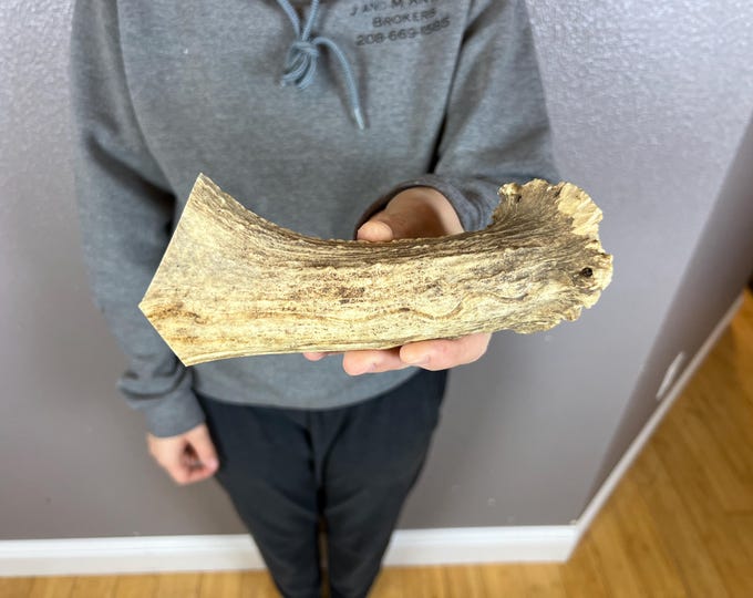 1 Huge Whole Moose Antler BILLET Shed FLINT KNAPPING Horn 7.5” Knife ...