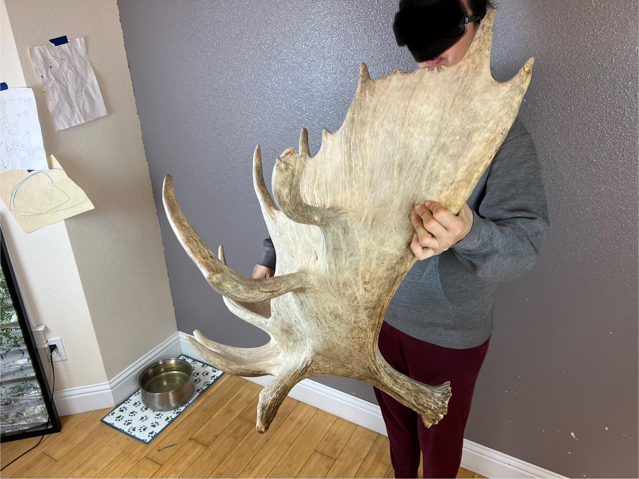 Big Freak Non-typical Alaskan Moose Antler Shed Matched Horns Sheds ...