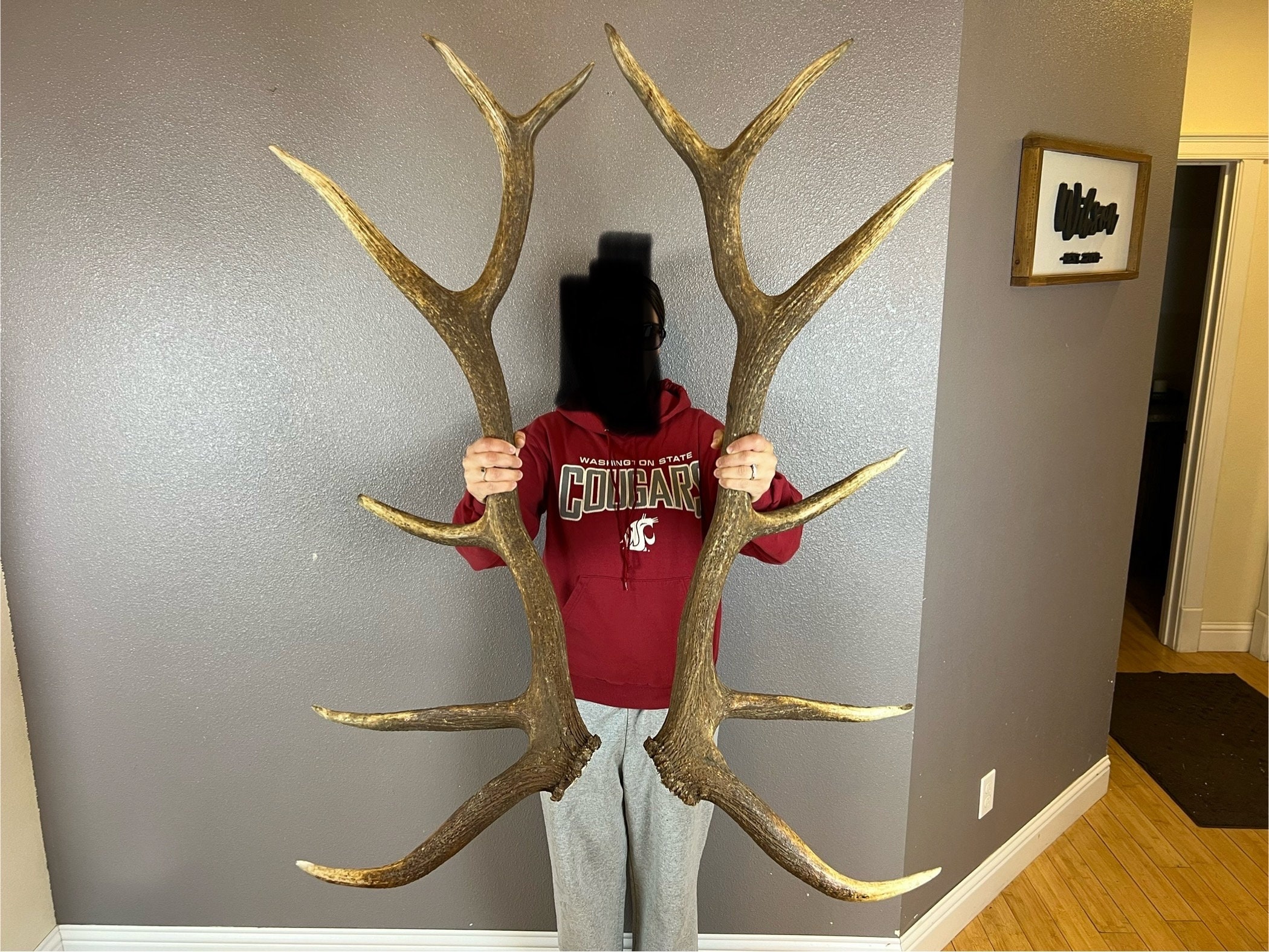 Matched Set 6x6 SELF-STANDING ELK Antler Sheds Wild Idaho Horn Deer ...