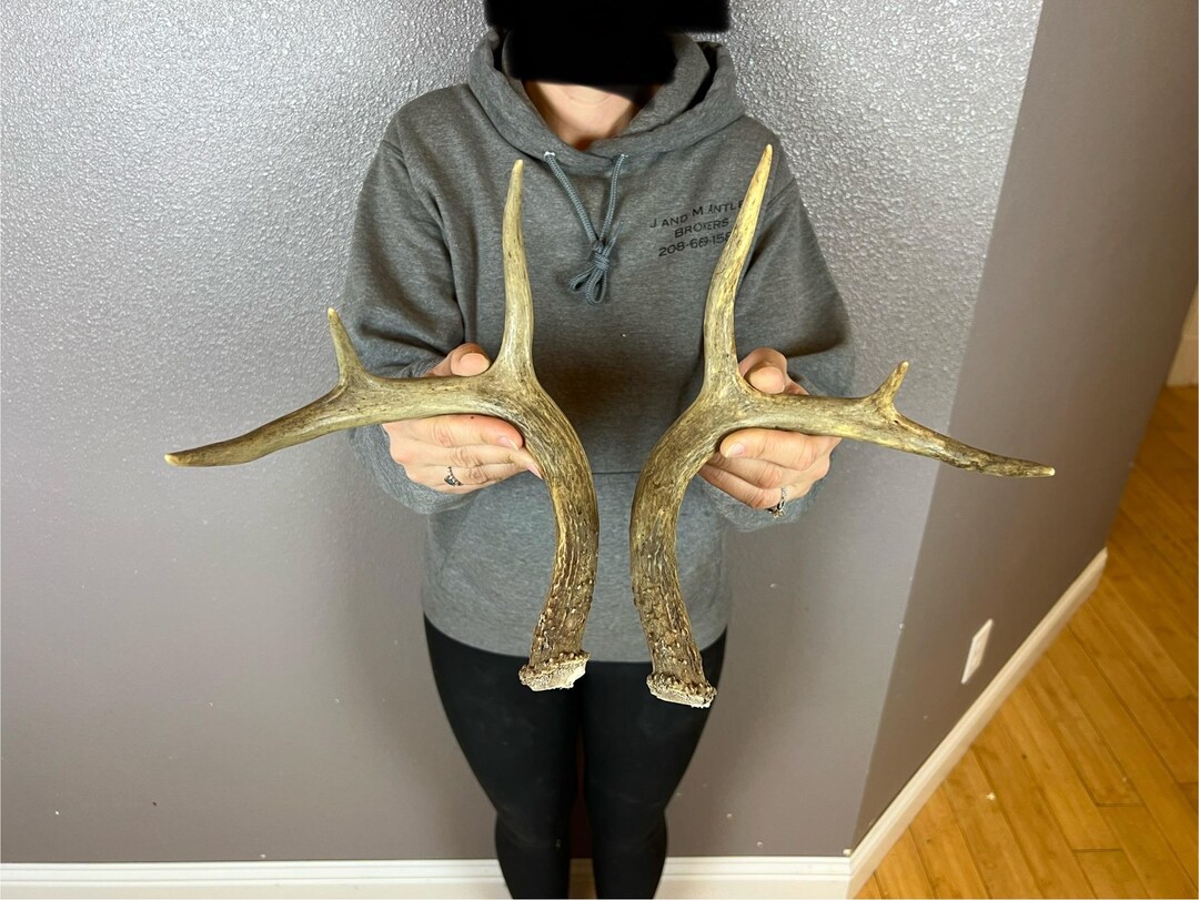 Matched Set Whitetail Deer Antlers Cut Offs 4x4 Small Wild Idaho Horns ...