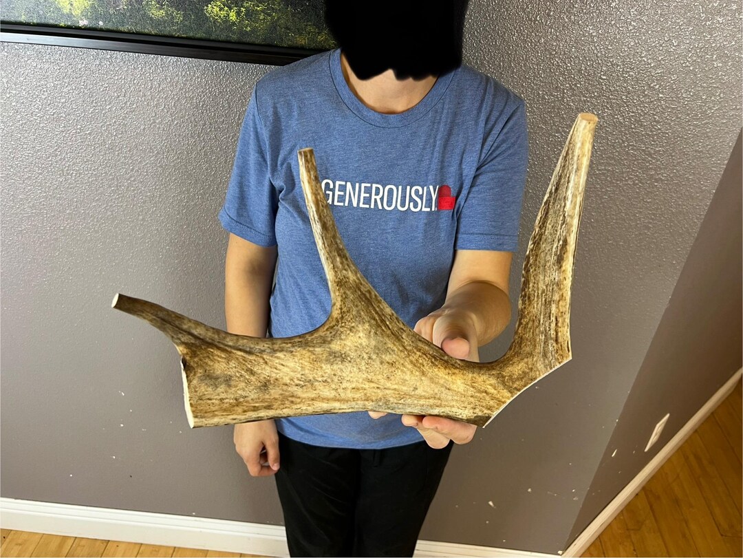 Mega Jumbo Moose Antler Dog Chew, 14 Inch - Etsy