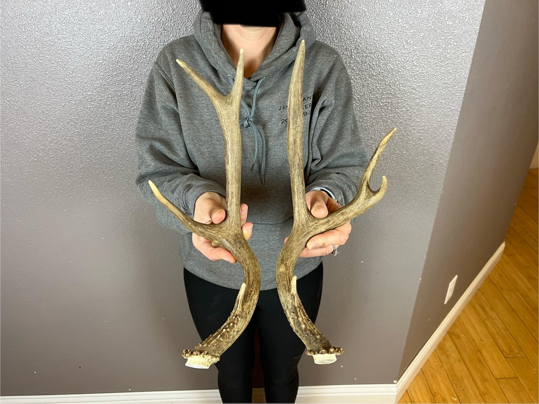 Matched Set Mule Deer Antlers Cut Offs 4x4 Small Llwild Idaho Horns - Etsy